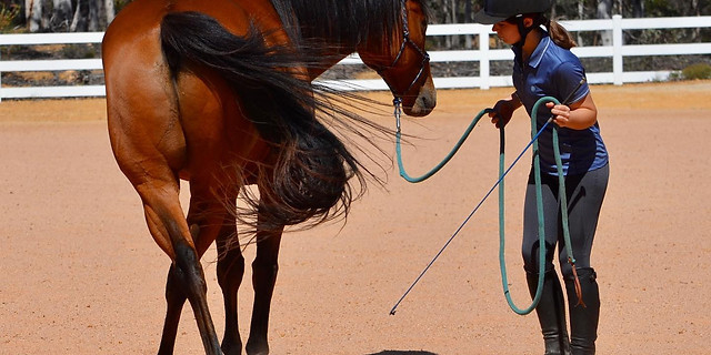 Shana Walters Equestrian- Groundwork clinic - Cavalletti Equine Marketplace